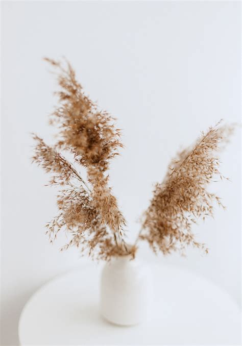 Постеры и картины ”СУХОЦВЕТЫ ” купить в Санкт Петербурге по цене 290 ₽ 3480 ₽ плакат