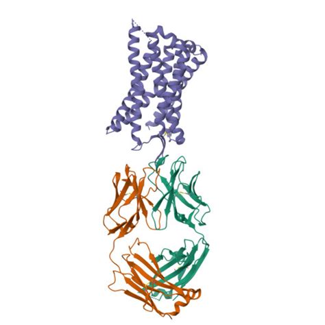 Rcsb Pdb 8tlm Structure Of A Class A Gpcr Fab Complex