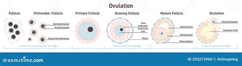 Female Ovulation Stages Ovum Maturing Follicle Developing Cartoon