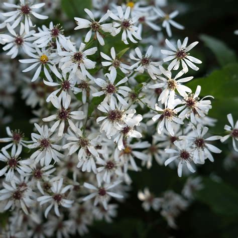 Aster Divaricatus White Wood Aster Bumbees