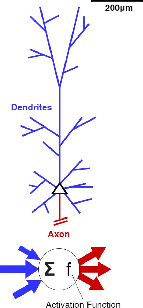 Figure 1 From The Role Of Biology In Deep Learning Semantic Scholar