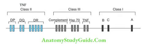 Structure And Function Of Immune System Multiple Choice Question And Answers Anatomy Study Guide