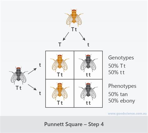 Fruit Fly Lab Punnett Square At Doris Bourquin Blog