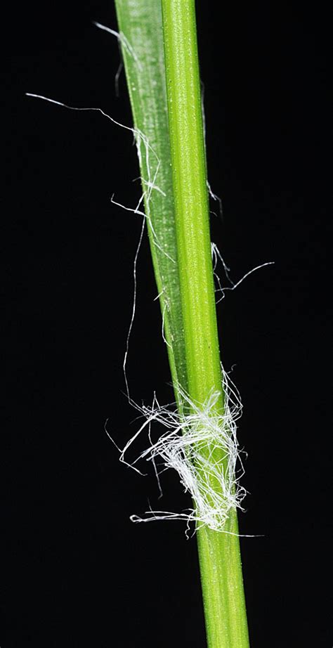 Luzula Comosa Var Laxa Flora Of Eastern Washington And Adjacent Idaho