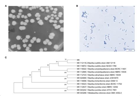 Figure E Identification Of B Subtilis Mm A Colon Morphology Of B Download Scientific