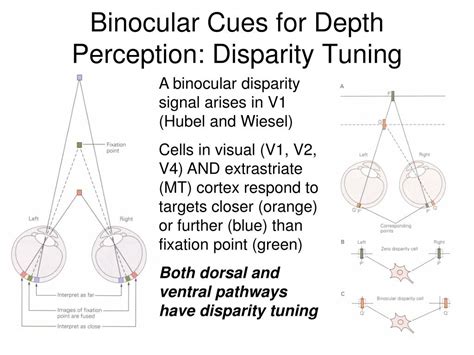 Ppt Perception Of Motion Depth And Form Powerpoint Presentation Free Download Id 6179682
