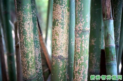 竹蚧虫如何防治 耕种帮种植网