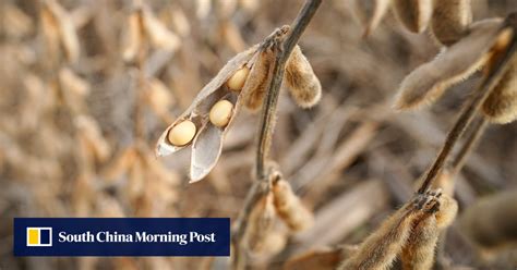 China Urged To Diversify Soybean Sources To Curb Reliance On Us South