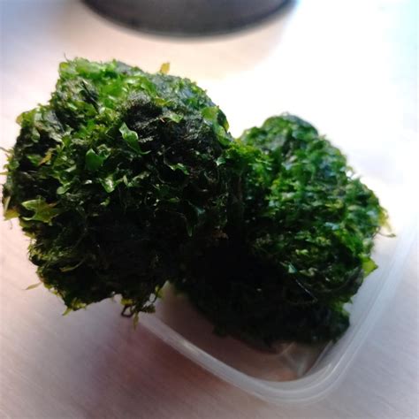 Мох аквариумный – купить в Саратове, цена 200 руб., дата размещения: 14 ...