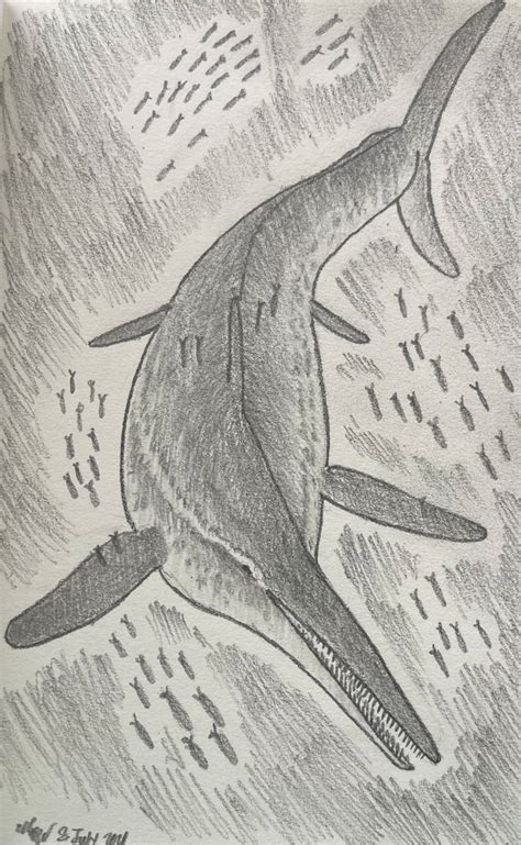 Shonisaurus Pencil Drawing By Makairodonx On Deviantart