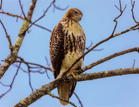 Red Shouldered Hawk Vs Red Tailed Hawk