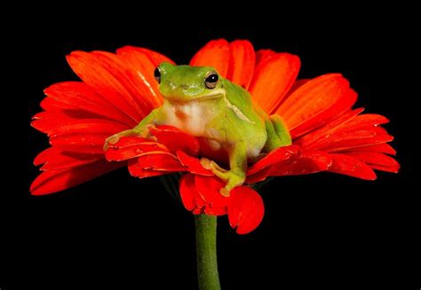 Tree Frog Wallpapers Wallpaper Cave