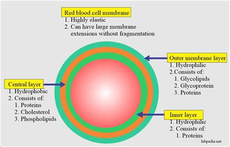 Cell Membrane Function Ency123