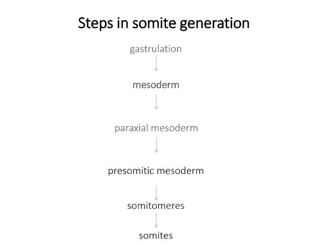Somitogenesis Flashcards Quizlet