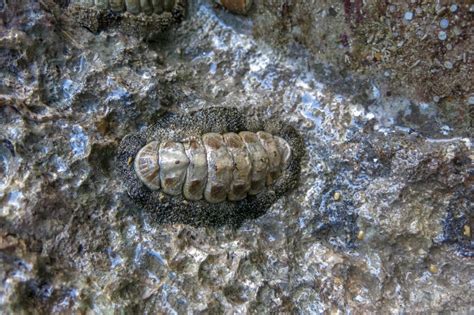 Types Of Shells To Find On Beaches Around The World Facts Chart And Pictures Outforia