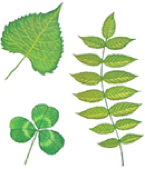 Simple Leaf And Compound Leaf Difference