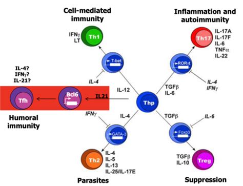 Effector Functions Of T Cells Flashcards Quizlet