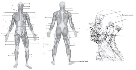 Lab 2 Gross Anatomy Of The Muscular System Worksheet Diagram Quizlet