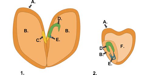 Perbedaan Struktur Biji Dikotil Dan Monokotil Gudang Materi