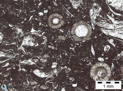 Exercise 1 Carbonateworld