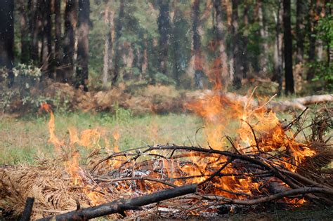 Фотография Просто огонь - Природа, Різне - огонь, лес, костёр ...