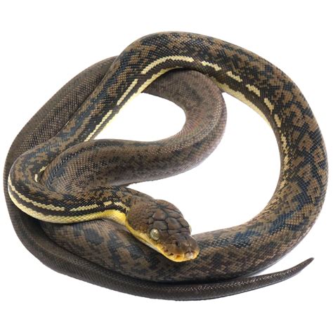 Timor Python Reptichip Llc