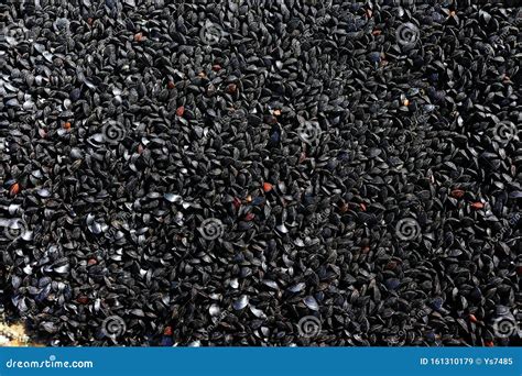 Mussels Mytilus Trossulus Groving Up On A Sea Rock In Intertidal Zone On Sea Background Marine