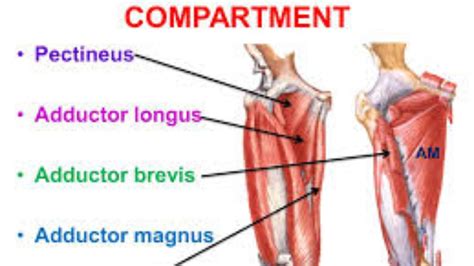 Adductor Longus Model