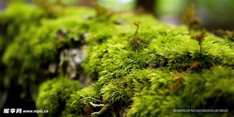 青苔摄影图 花草 生物世界 摄影图库 昵图网nipic