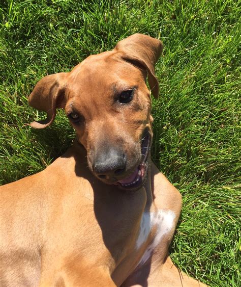 Sun Sea Bars Ridgeback Zucht Ridgeback Hündin Fresh Lemon
