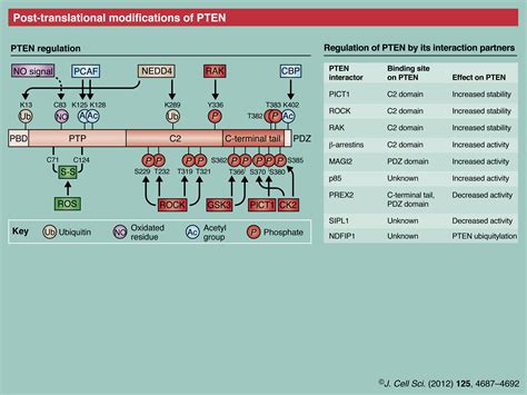 PTEN At A Glance PMC