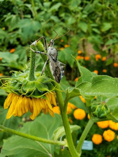 Exploring The Captivating World Of Bug Habitats