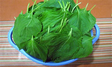 苏子叶的作用 薄荷 大山谷图库