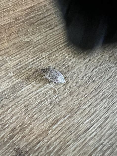 Whats This Bug Ive Seen Multiple In My Home And Dont Understand