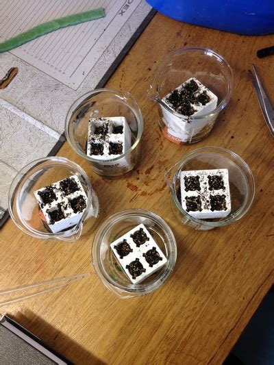 An Experiment To Investigate How The Surface Area To Volume Ratio Affects The Diffusion Rate So