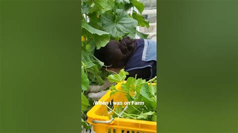 요즘 농부 라이프🍈 Youtube