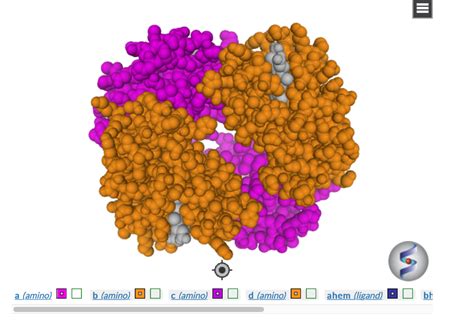Solved 1 The Quaternary Structure Of Hemoglobin Includes