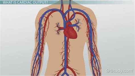 Cardiac Output Equation And Normal Range How To Calculate Cardiac