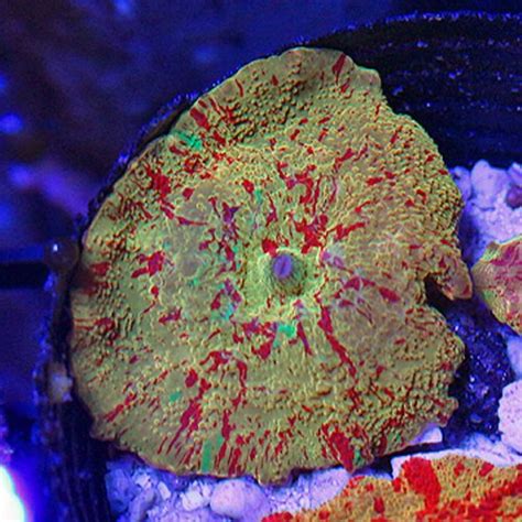 A1800 Mark Poletti Jawbreaker Mushroom Wysiwyg Your Reef