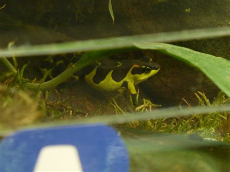 Variable Harlequin Toad Atelopus Varius At Manchester Museum Vivarium