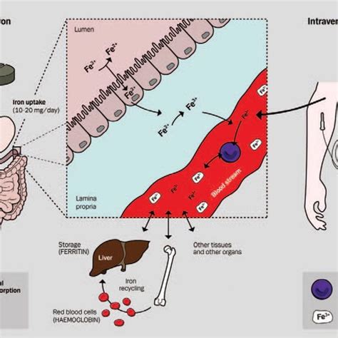 Regulation Of Systemic Iron Homeostasis By Hepcidin Enterocytes And