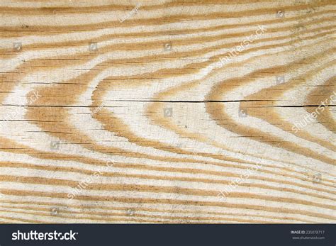 Closeup Pine Tree Texture Background Stock Photo Shutterstock