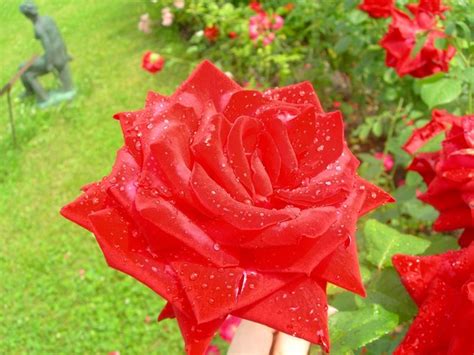 ვარდის ისტორია • უცნაური