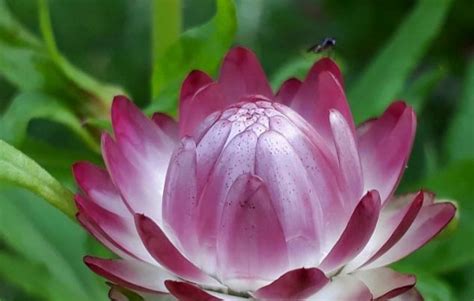 喜欢菊花就养盆菊中珍品鳞托菊似鱼儿遨游淡雅高贵