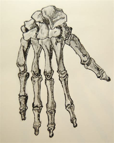 Skeleton Drawing Hand Skeleton Hand Drawing Pictures And Step By