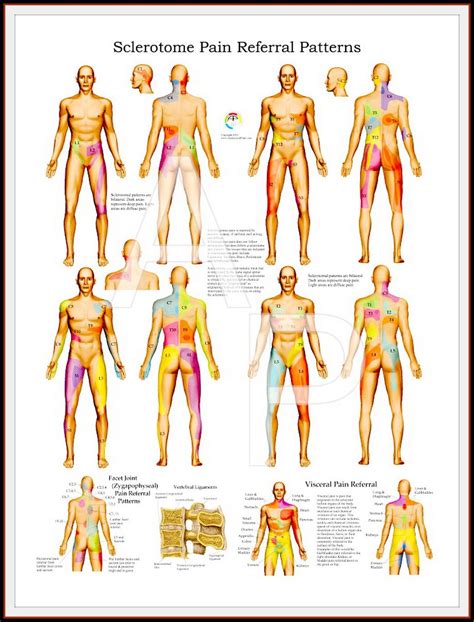 Truthlady3 Dermatomes Dermal Segmentation