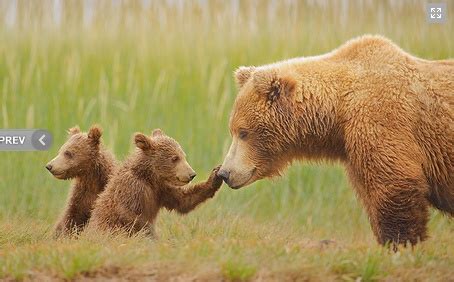 Momma Bear And The Cubs Like My Facebook Page