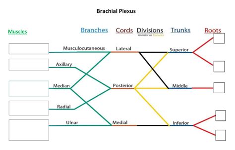 Diagram Of Diagram 41 Brachial Plexus Quizlet