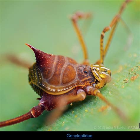 Pin By Claudio Sgaravizzi On Arachnida Opilionidae Spider Species