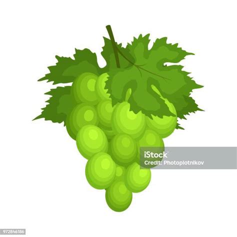 와 함께 녹색 포도의 낱 단에 고립 된 백색 Backgrond 나뭇잎 플랫 만화 스타일에 포도 아이콘입니다 신선한 베리 원료 과일입니다 벡터 일러스트 레이 션 0명에 대한